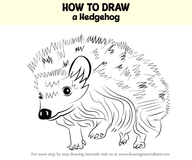 How to Draw a Hedgehog (Other Animals) Step by Step ...