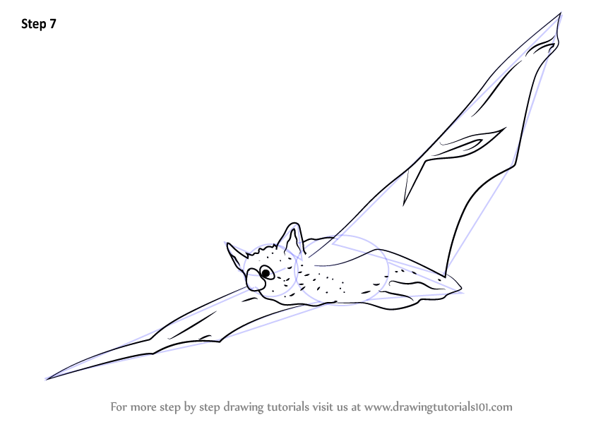 How to Draw an Indiana Bat (Other Animals) Step by Step ...