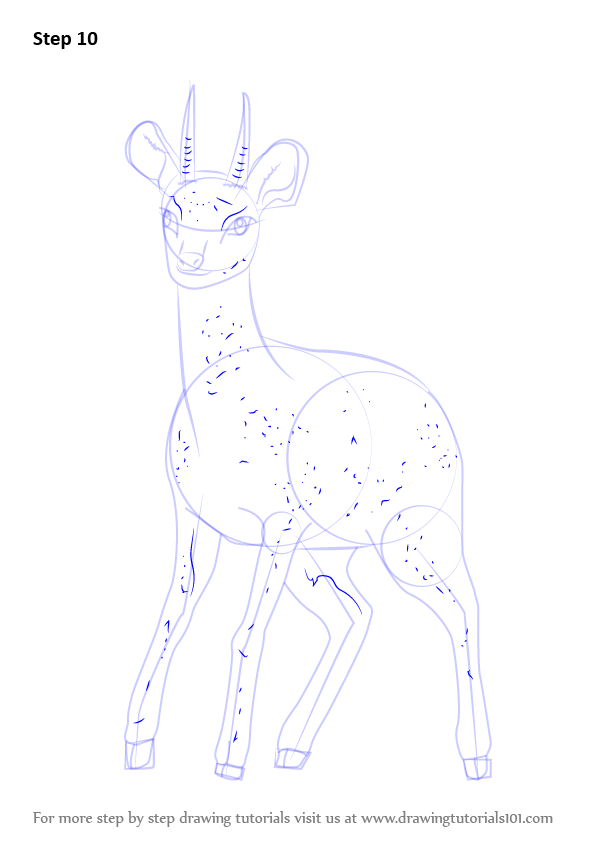 How to Draw a Klipspringer (Other Animals) Step by Step ...