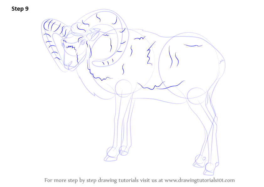 How to Draw a Mouflon (Other Animals) Step by Step ...