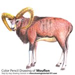 Learn How to Draw a Llama (Other Animals) Step by Step : Drawing Tutorials