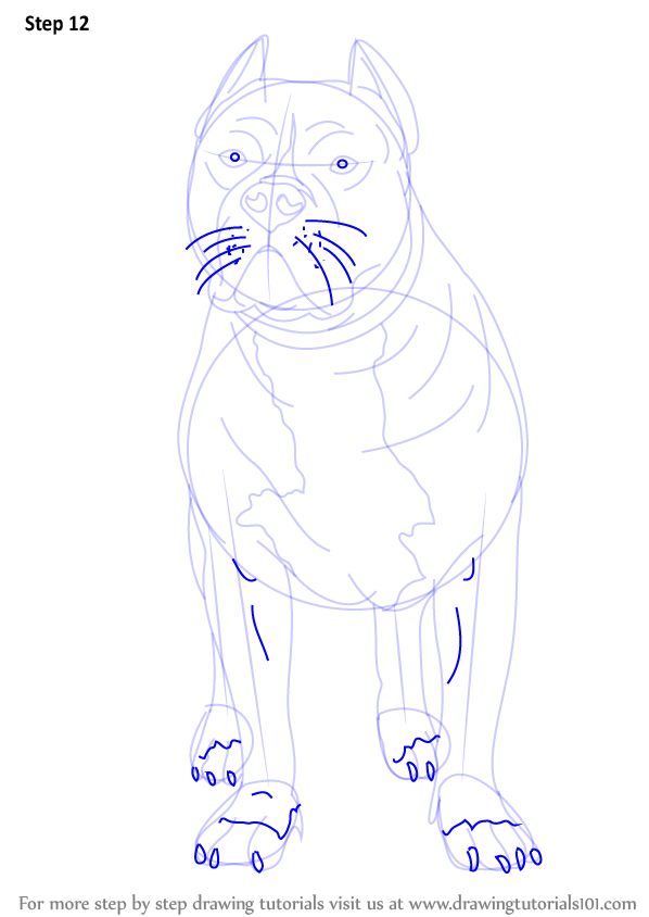 How to Draw a Pitbull (Other Animals) Step by Step ...