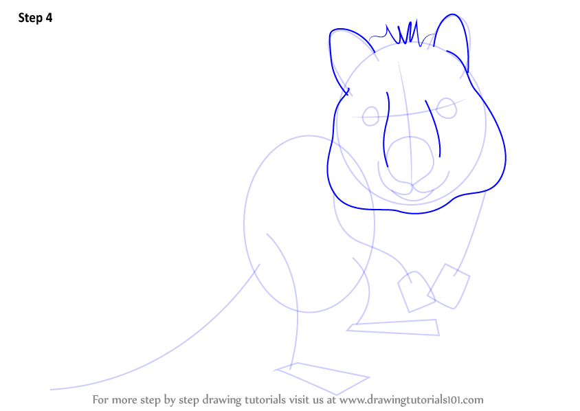How to Draw a Quokka (Other Animals) Step by Step | DrawingTutorials101.com