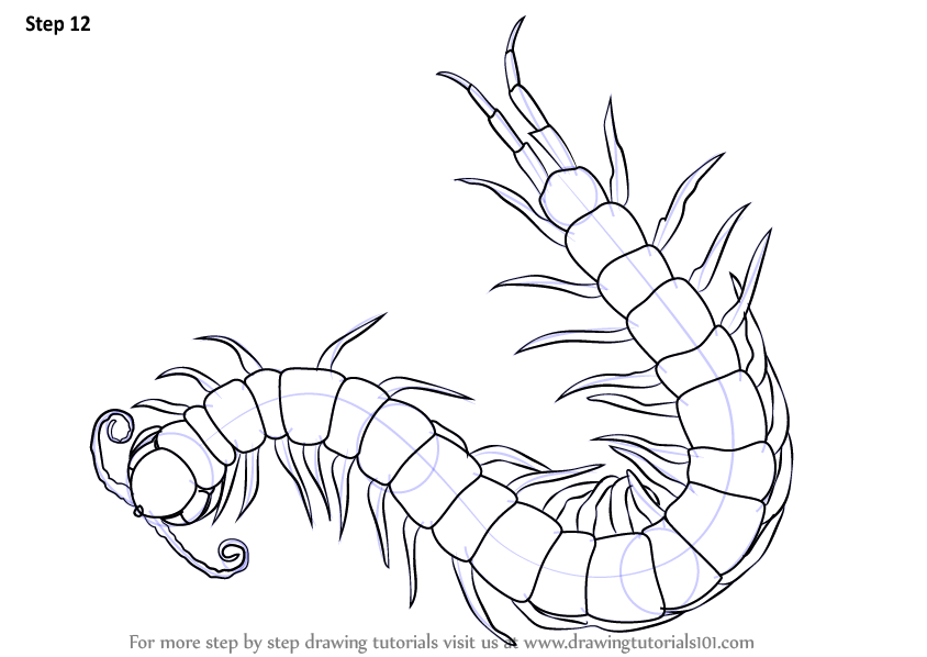 Learn How to Draw a Scolopendra (Other Animals) Step by Step : Drawing ...