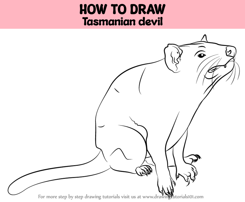 How to Draw Tasmanian devil (Other Animals) Step by Step ...