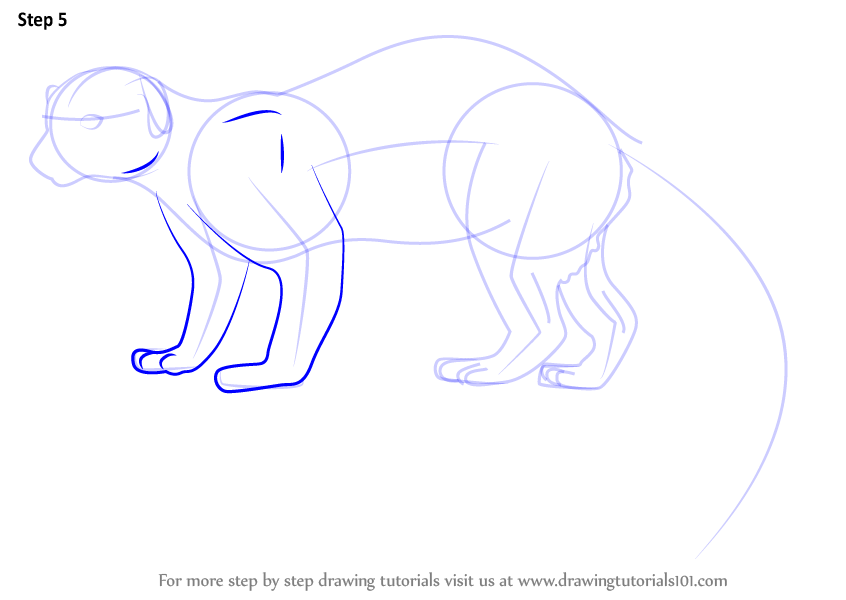 How to Draw a Tayra (Other Animals) Step by Step | DrawingTutorials101.com