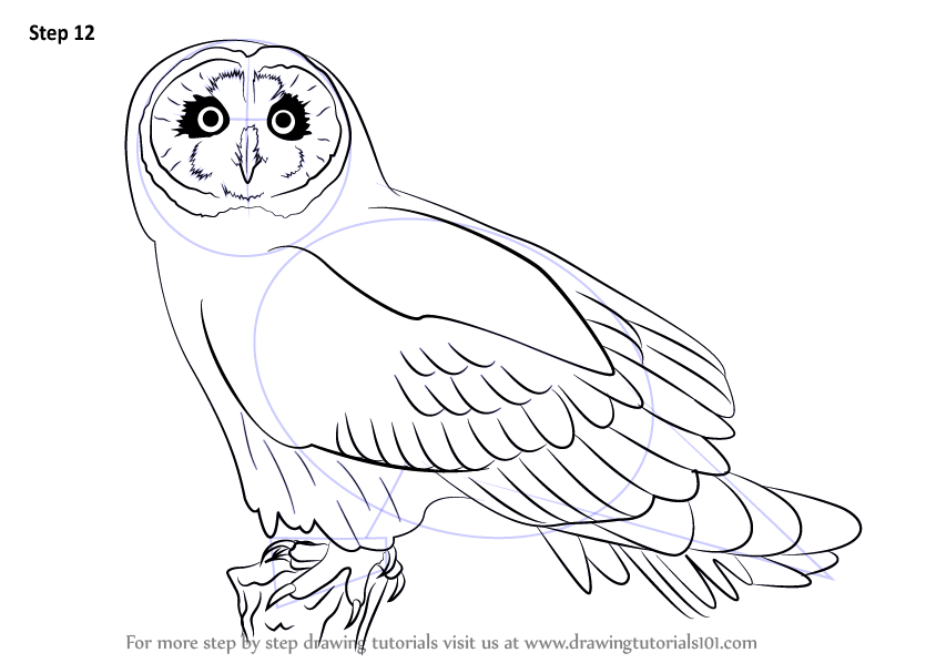How to Draw a Short-eared owl (Owls) Step by Step | DrawingTutorials101.com