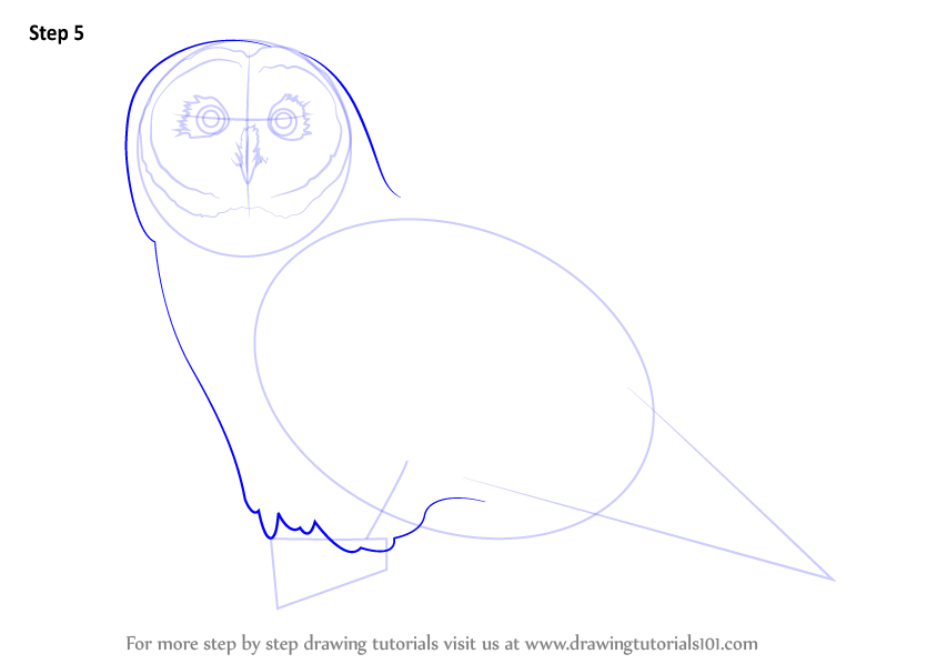 How to Draw a Short-eared owl (Owls) Step by Step | DrawingTutorials101.com