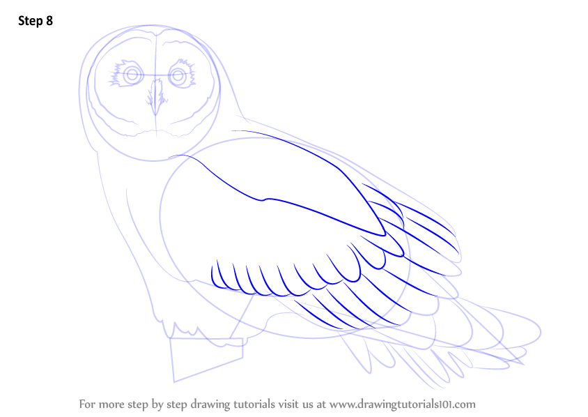 How to Draw a Short-eared owl (Owls) Step by Step | DrawingTutorials101.com