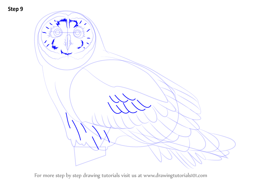 How to Draw a Short-eared owl (Owls) Step by Step | DrawingTutorials101.com