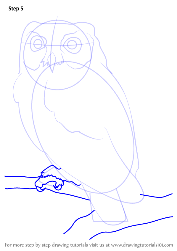 How to Draw a Western Screech Owl (Owls) Step by Step ...