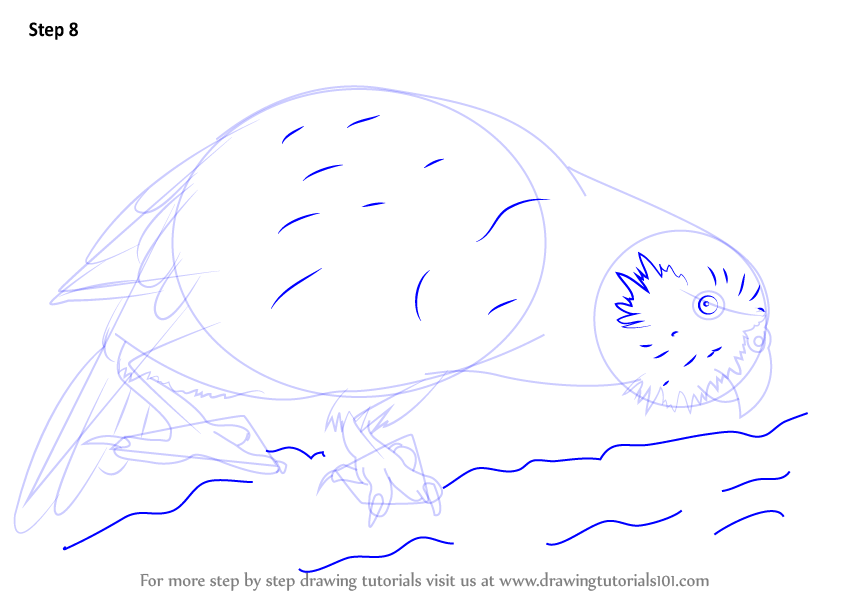 How to Draw a Kakapo (Parrots) Step by Step | DrawingTutorials101.com