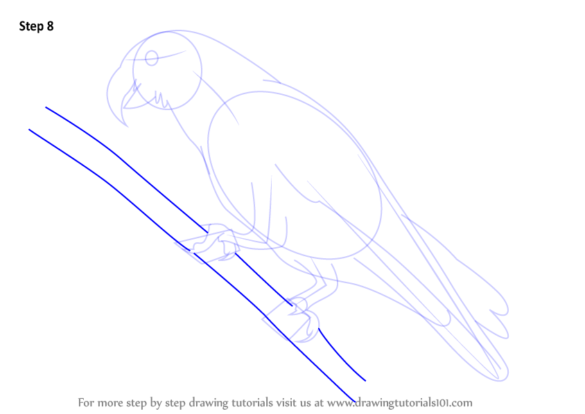 How to Draw a Kaka (Parrots) Step by Step | DrawingTutorials101.com