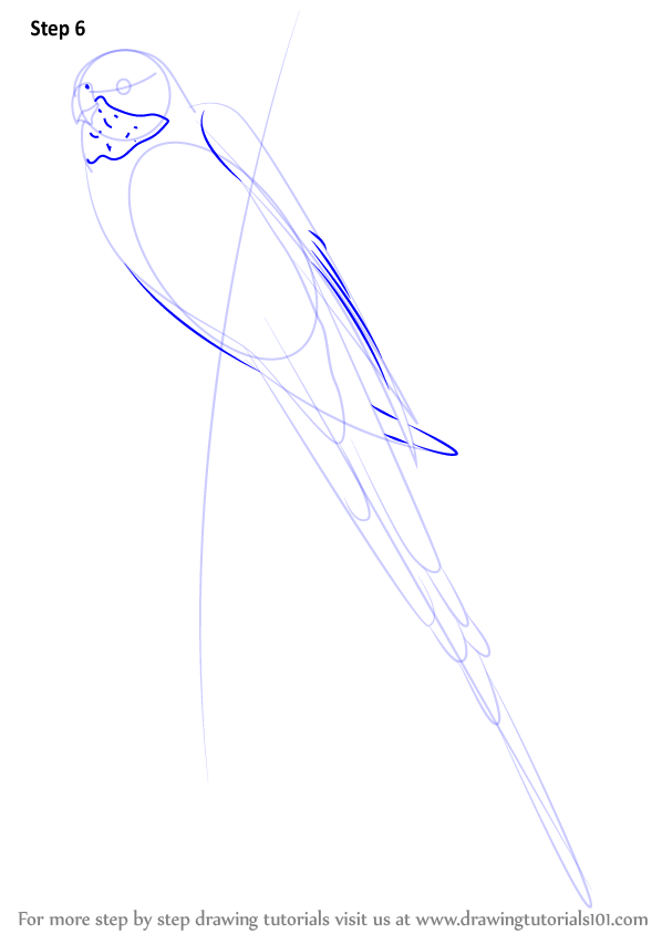 How to Draw a Princess Parrot (Parrots) Step by Step ...