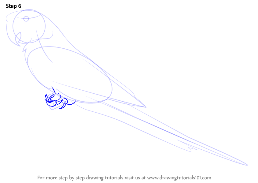 How To Draw A Blue And Gold Macaw Step By Step