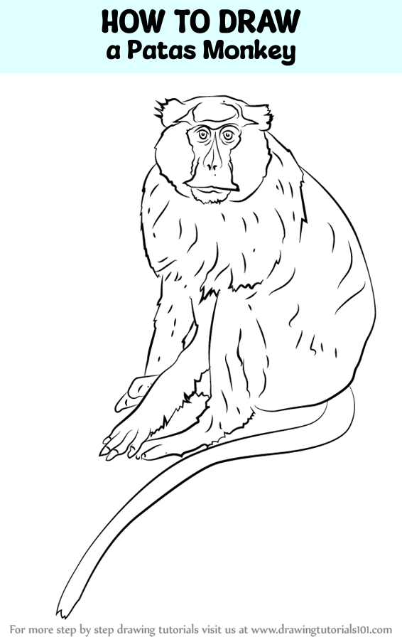 How to Draw a Patas Monkey (Primates) Step by Step ...