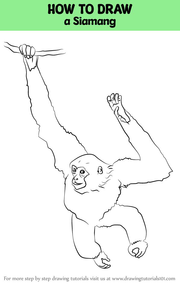 How to Draw a Siamang (Primates) Step by Step | DrawingTutorials101.com