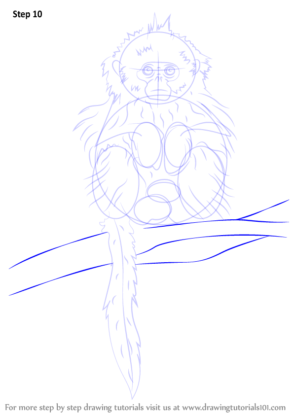 How to Draw a Tonkin Snub-Nosed Monkey (Primates) Step by Step ...