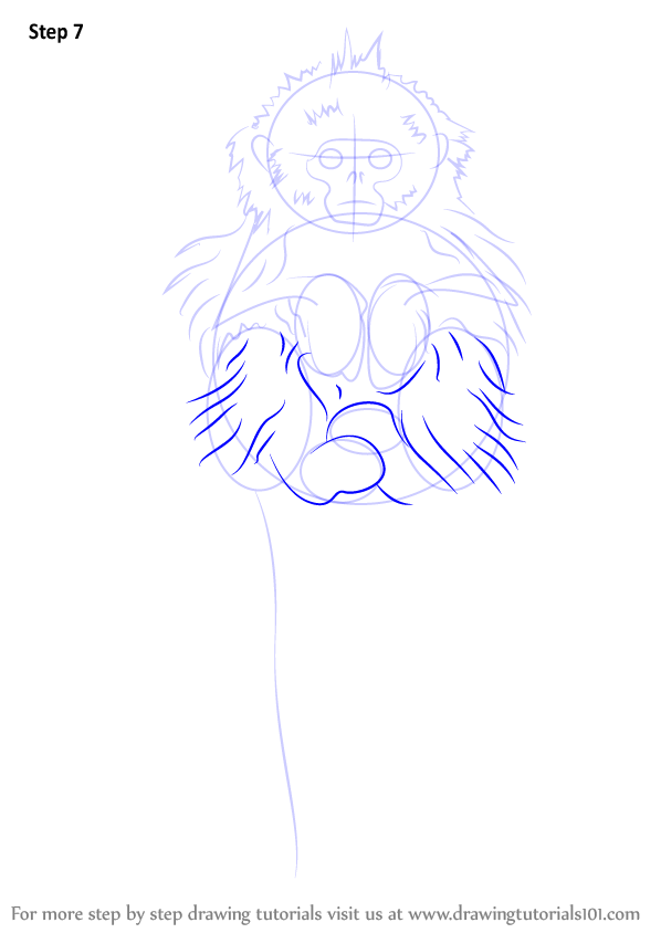 How to Draw a Tonkin Snub-Nosed Monkey (Primates) Step by Step ...