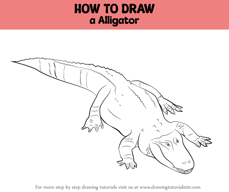How to Draw a Alligator (Reptiles) Step by Step | DrawingTutorials101.com