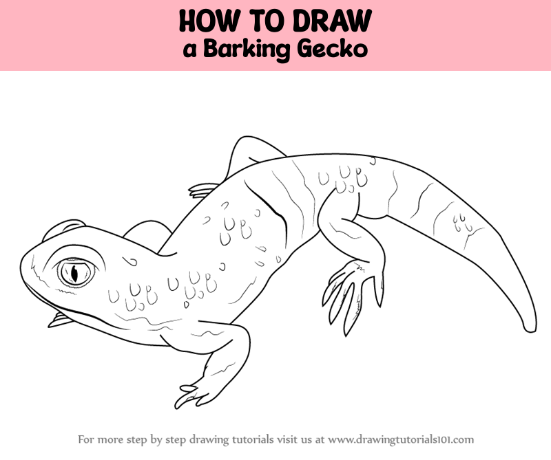 How To Draw A Gecko Printable Step By Step Drawing Sheet