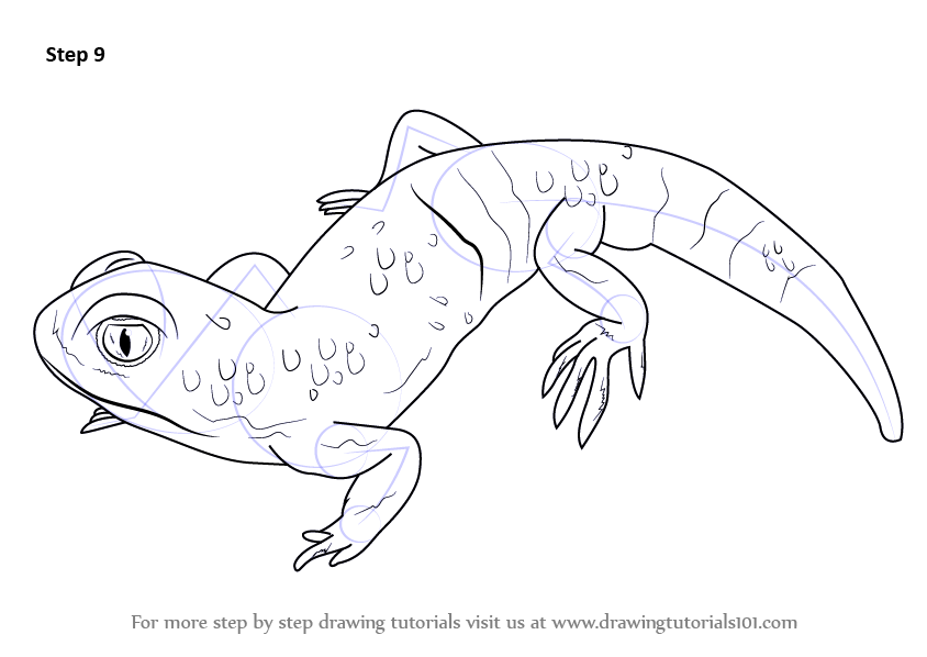 How to Draw a Barking Gecko (Reptiles) Step by Step | DrawingTutorials101.com