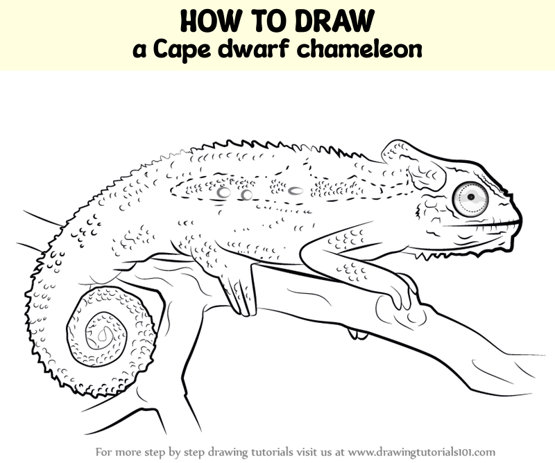 How to Draw a Cape dwarf chameleon (Reptiles) Step by Step | DrawingTutorials101.com