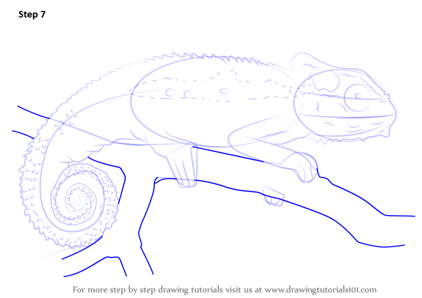 How to Draw a Cape dwarf chameleon (Reptiles) Step by Step | DrawingTutorials101.com