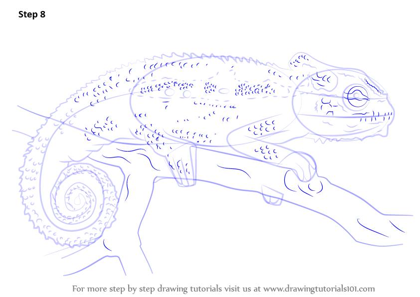 How to Draw a Cape dwarf chameleon (Reptiles) Step by Step | DrawingTutorials101.com