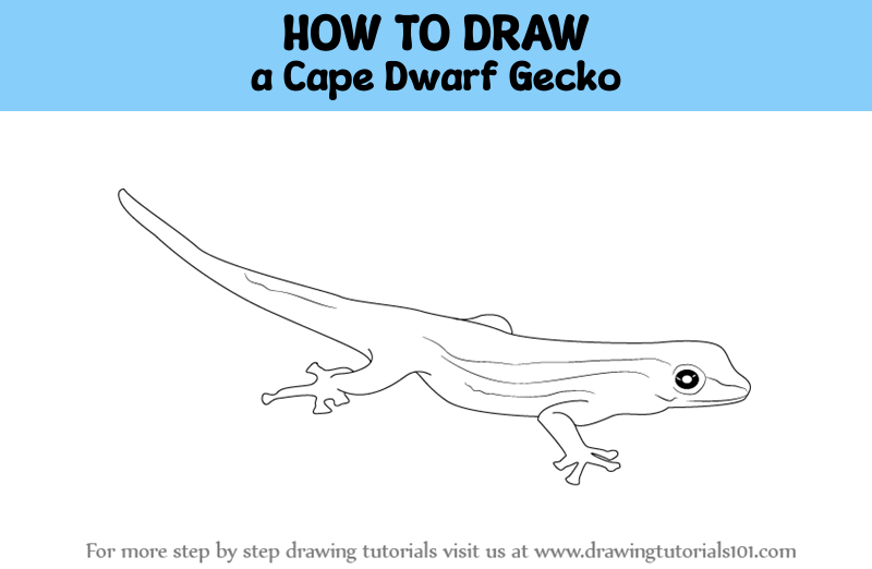 How to Draw a Cape Dwarf Gecko (Reptiles) Step by Step | DrawingTutorials101.com