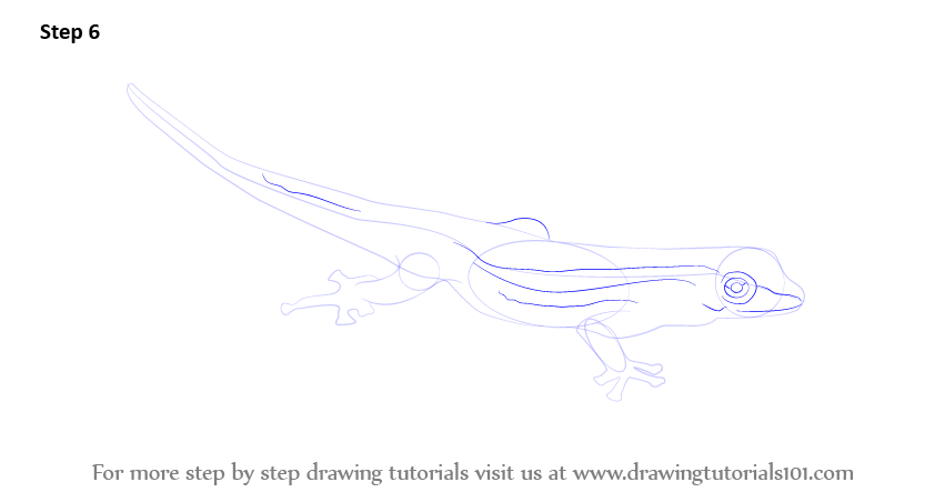 How to Draw a Cape Dwarf Gecko (Reptiles) Step by Step | DrawingTutorials101.com