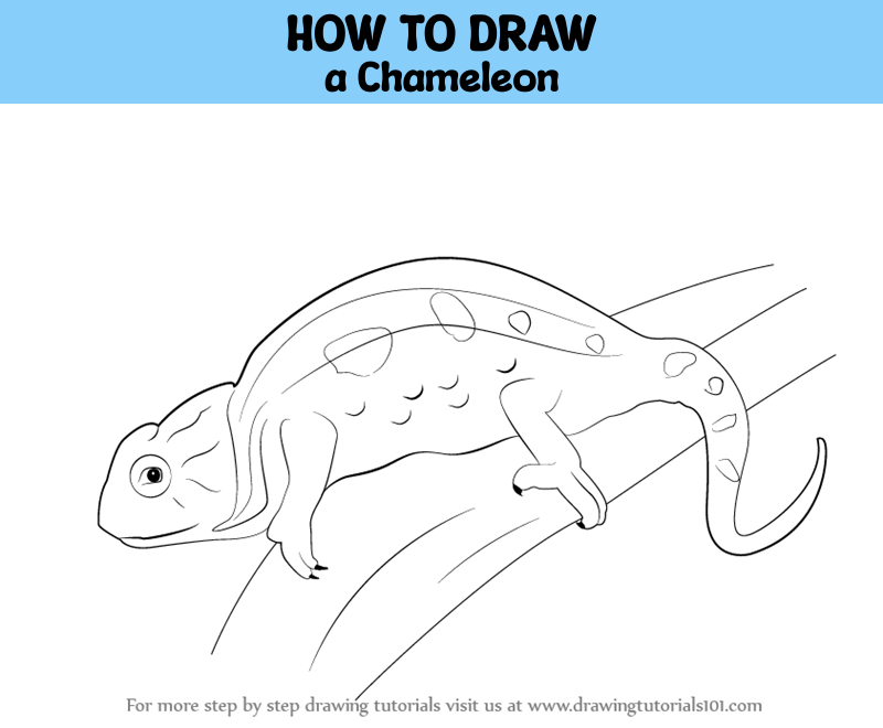 How to Draw a Chameleon (Reptiles) Step by Step | DrawingTutorials101.com