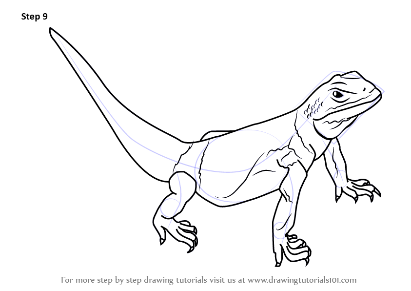 How to Draw a Chuckwalla (Reptiles) Step by Step | DrawingTutorials101.com
