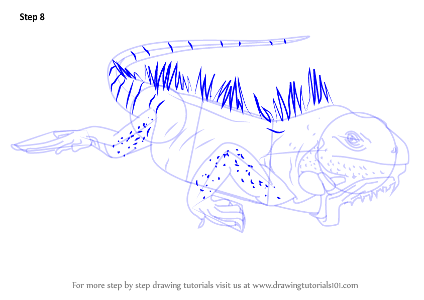 How to Draw Iguana Lizard (Reptiles) Step by Step | DrawingTutorials101.com