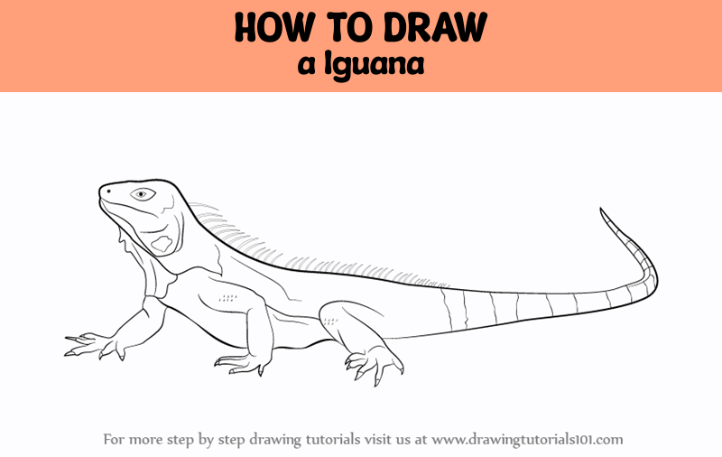 How To Draw A Iguana Easy Step By Step at Mark Canales blog
