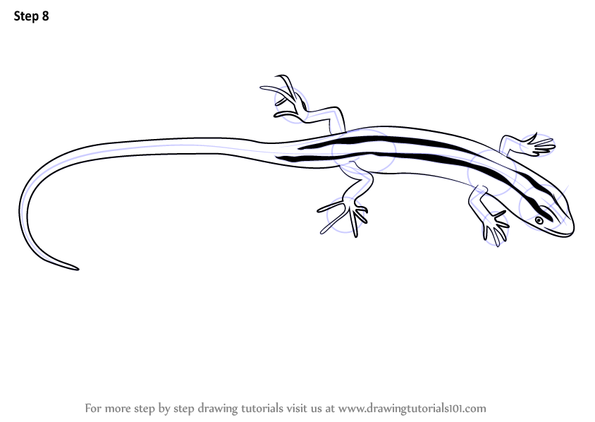 How to Draw a Striped skink (Reptiles) Step by Step ...