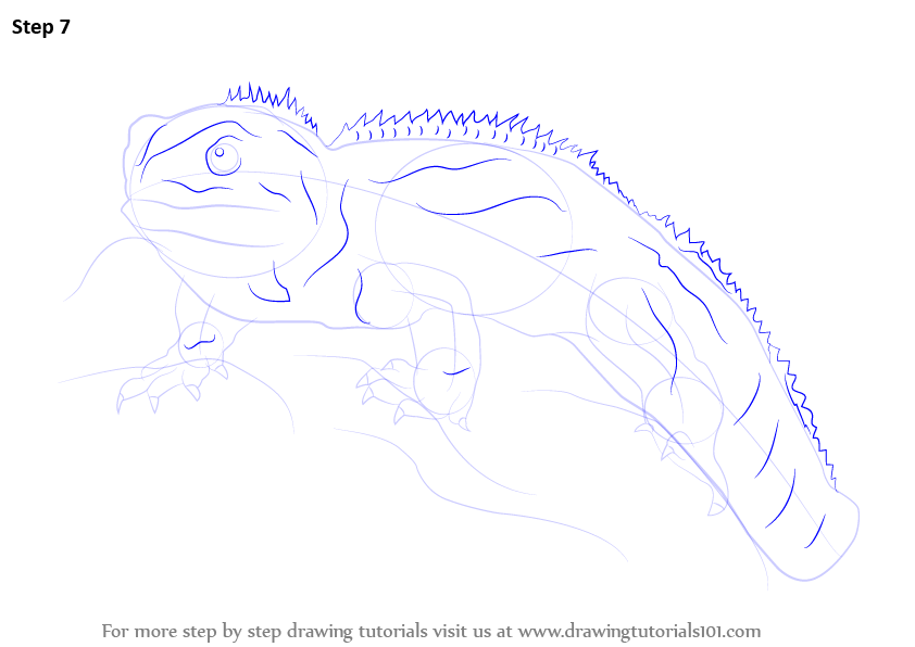 How to Draw a Tuatara (Reptiles) Step by Step | DrawingTutorials101.com
