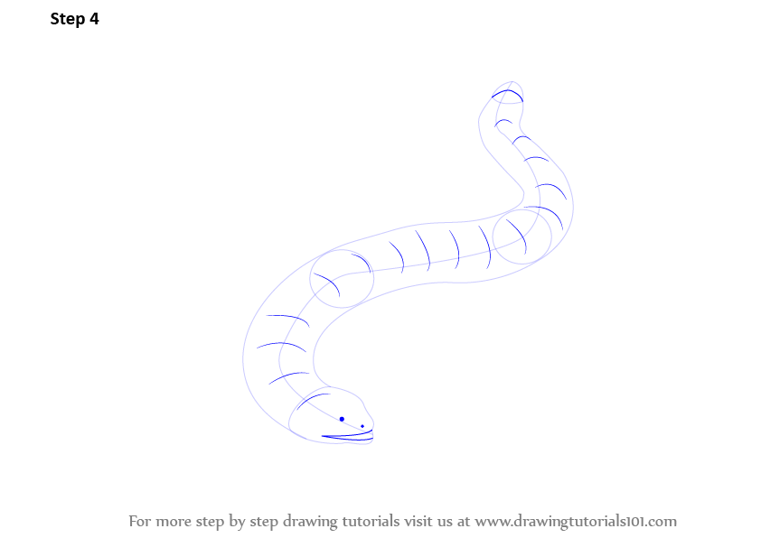 How to draw a Worm Lizards (Reptiles) Step by Step ...