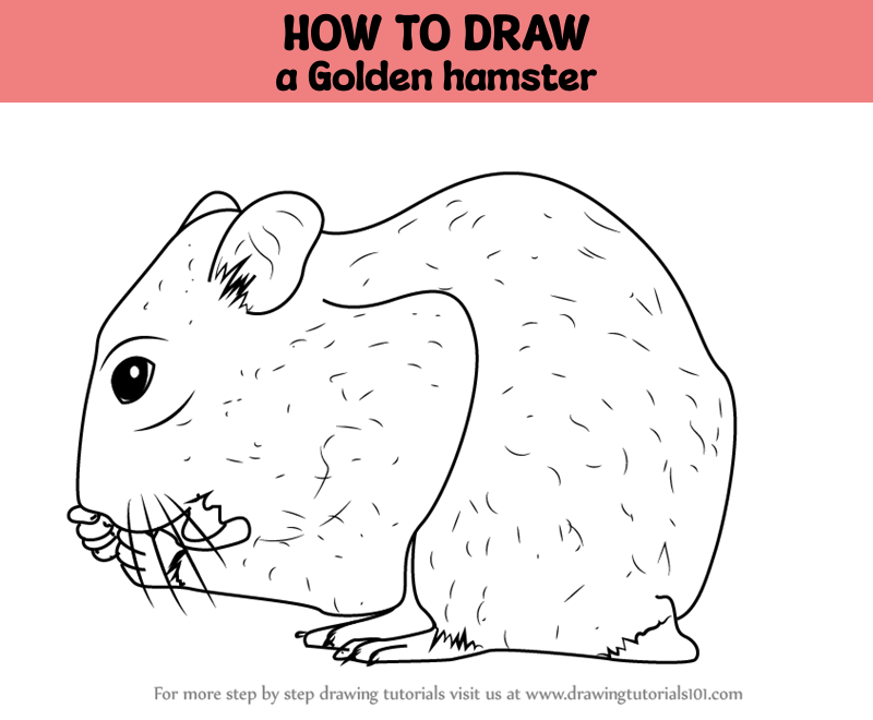 How to Draw a Golden hamster (Rodents) Step by Step ...