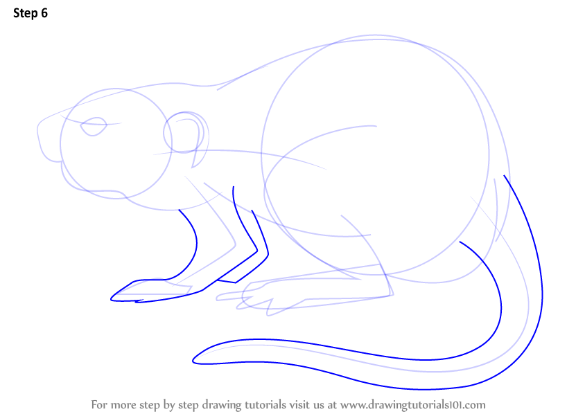 How to Draw a Muskrat (Rodents) Step by Step | DrawingTutorials101.com