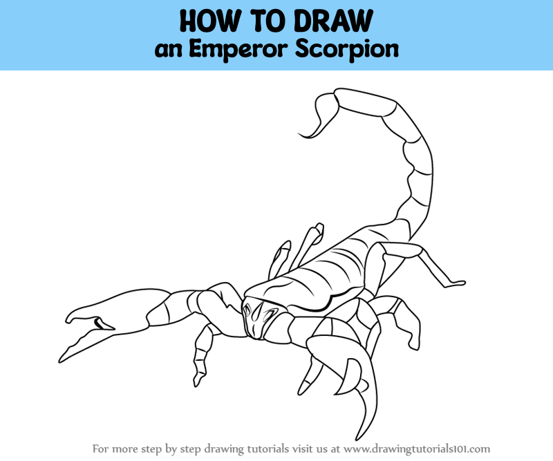 How to Draw an Emperor Scorpion (Scorpions) Step by Step | DrawingTutorials101.com