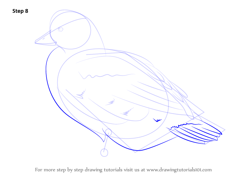 How to Draw a Barrow's goldeneye (Sea Water Animals) Step by Step ...