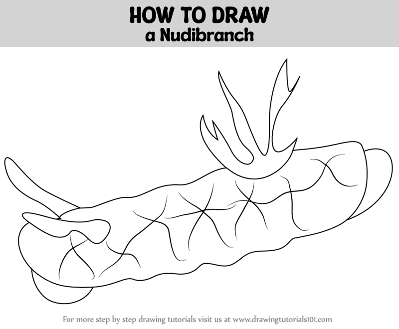 How to Draw a Nudibranch (Sea Water Animals) Step by Step ...