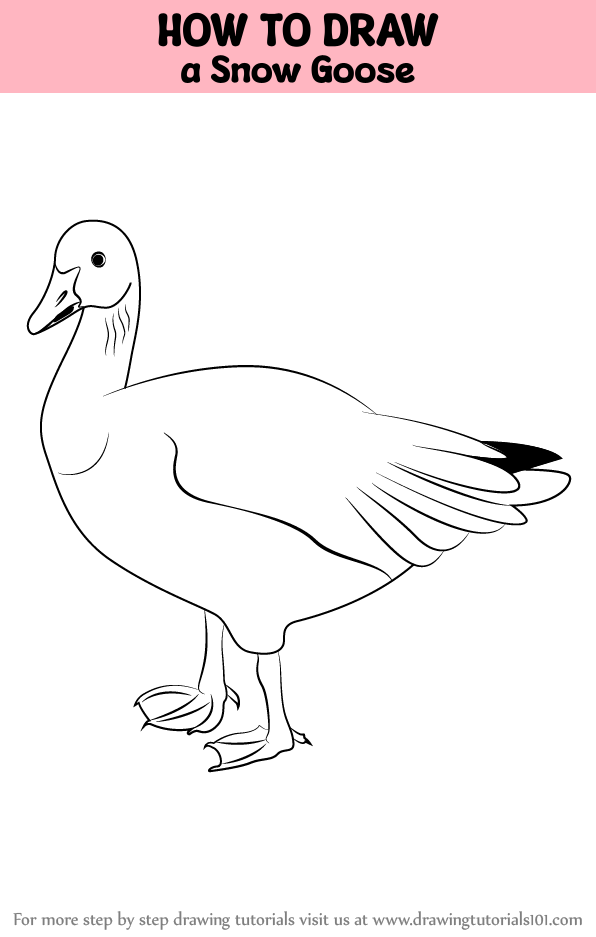 How to Draw a Snow Goose (Sea Water Animals) Step by Step ...