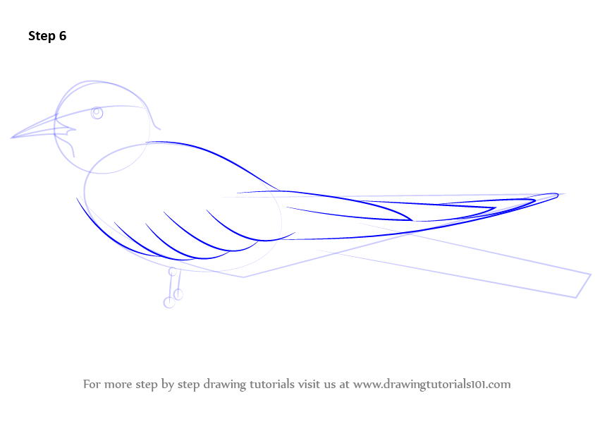How to Draw an Arctic Tern (Seabirds) Step by Step ...