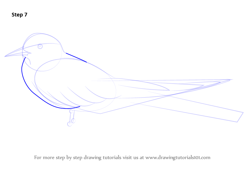 How to Draw an Arctic Tern (Seabirds) Step by Step ...