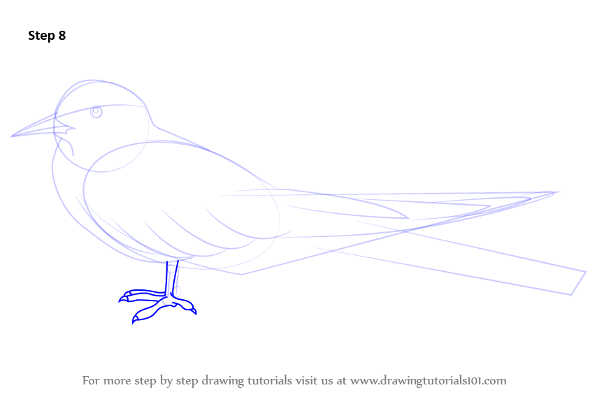 How to Draw an Arctic Tern (Seabirds) Step by Step ...