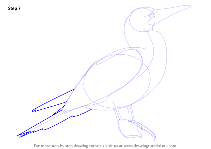 How to Draw a Blue-Footed Booby (Seabirds) Step by Step ...