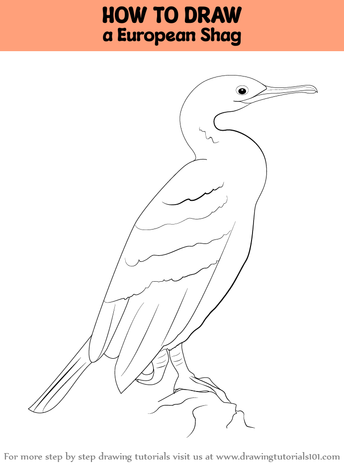 How to Draw a European Shag (Seabirds) Step by Step ...