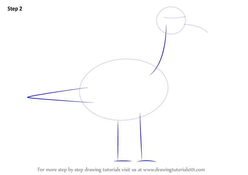 How to Draw a Laughing Gull (Seabirds) Step by Step ...